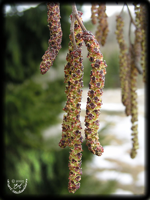 Svartor (Alnus glutinosa)