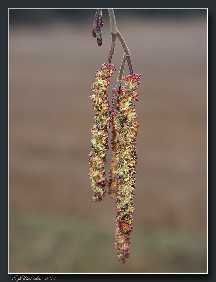 Svartor (Alnus glutinosa)