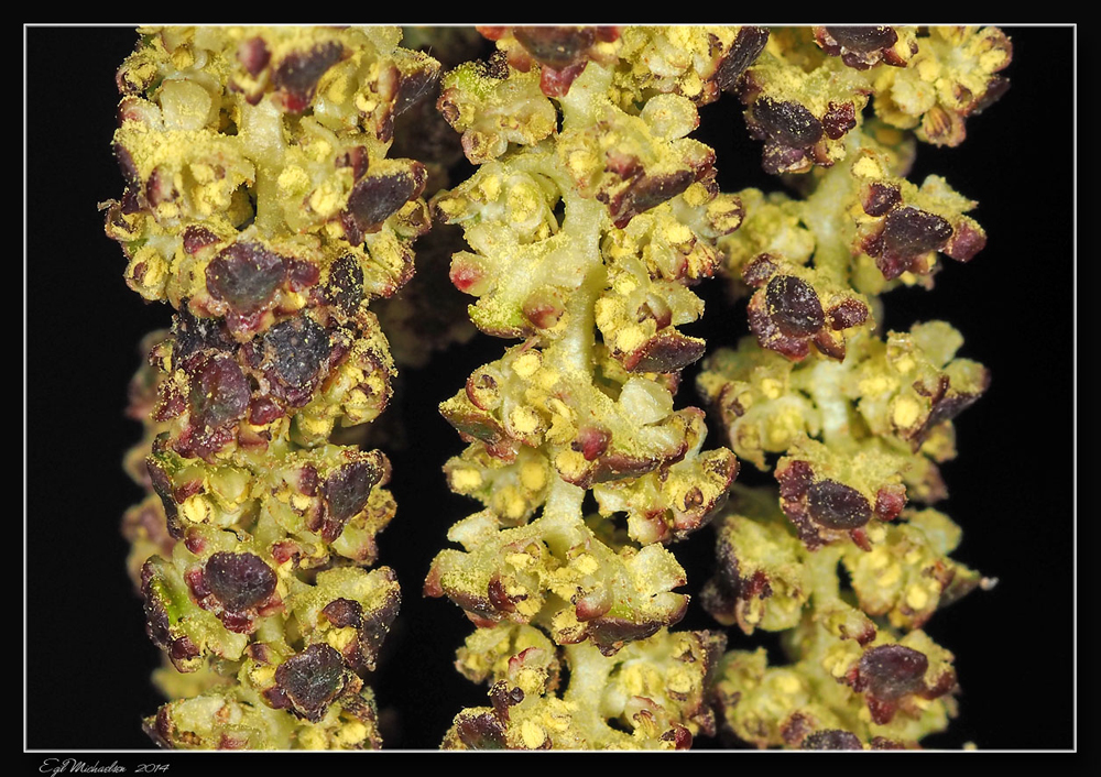 Svartor (Alnus glutinosa)