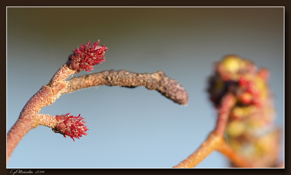 Svartor (Alnus glutinosa)
