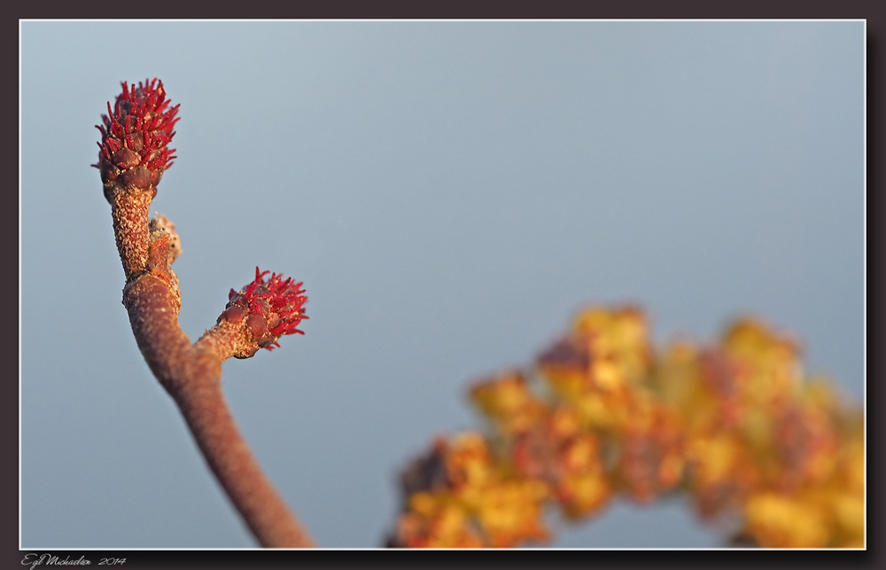 Svartor (Alnus glutinosa)