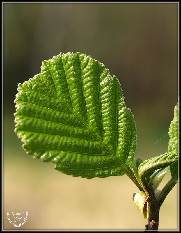 Svartor (Alnus glutinosa)
